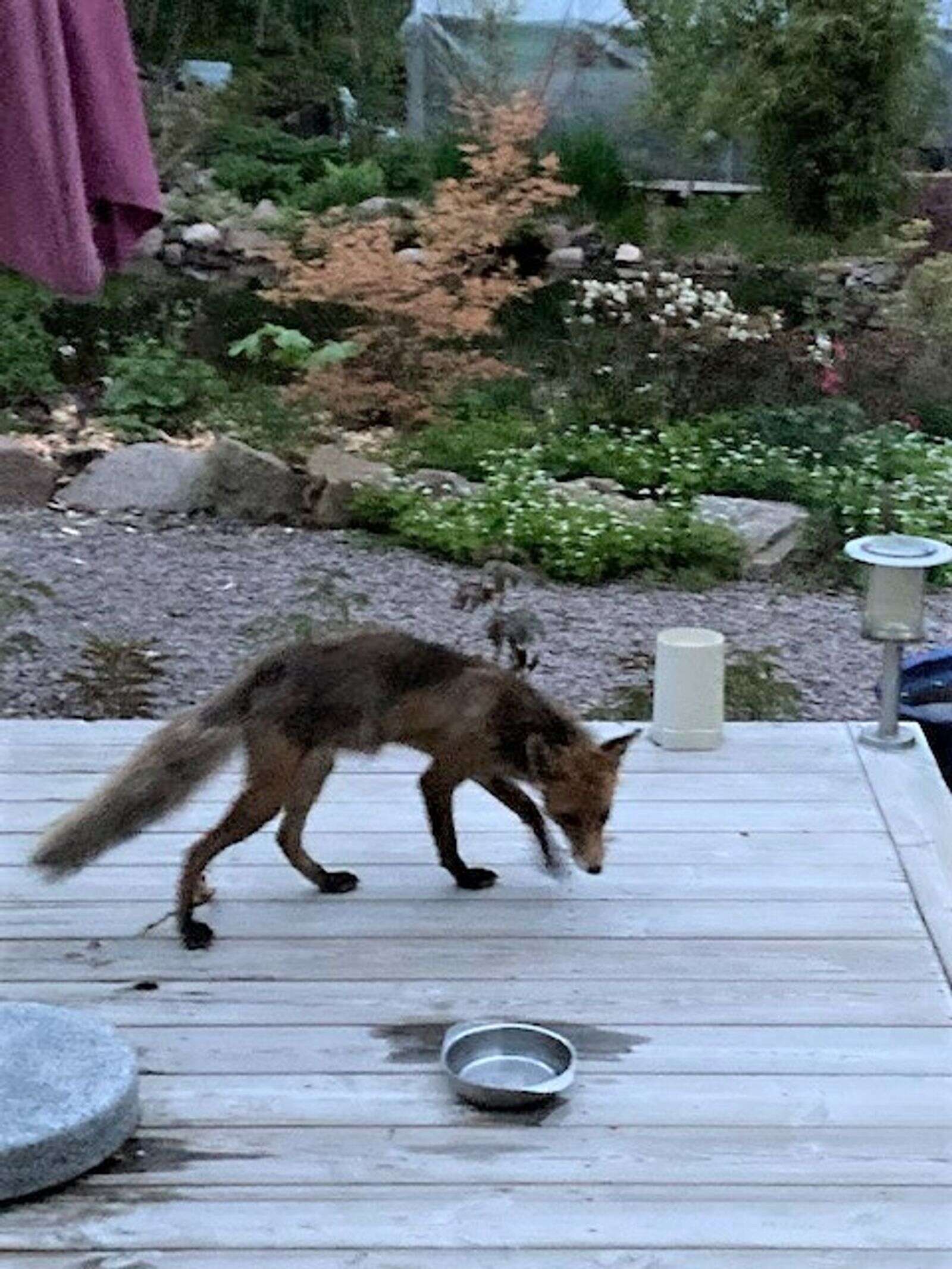 Mariestads-Tidningen - Skabbräven skjuten av kommunjägare